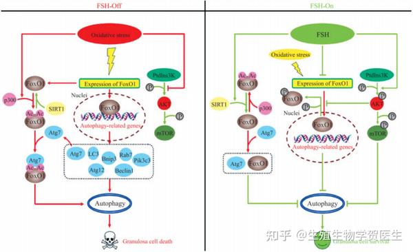 FSH平衡与卵泡闭锁 - 知乎