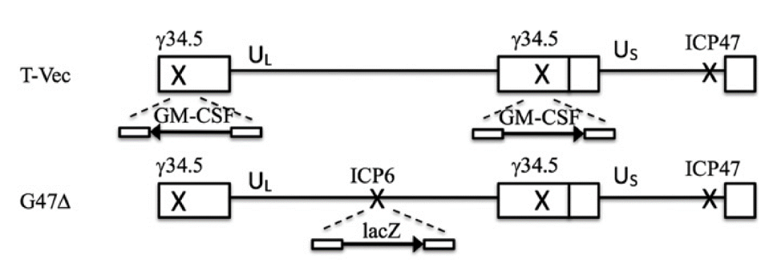 开发者Todo教授亲述全球首款脑胶质瘤的溶瘤病毒上市药物DELYTACT开发之路，尽在COVC2022 - 知乎