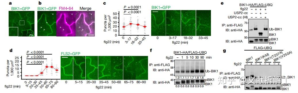 【Nature论文拆解】配体诱导的BIK1单泛素化调节植物免疫力 - 知乎