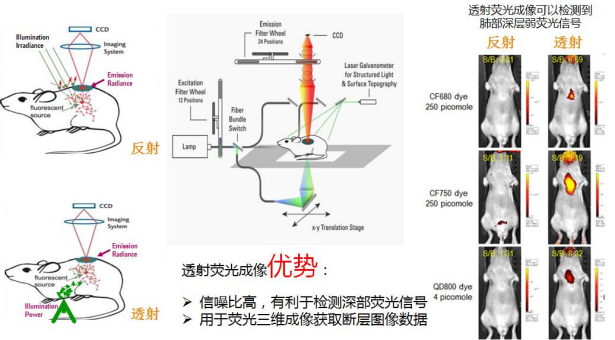 IVIS 活体光学成像技术概述 - 知乎