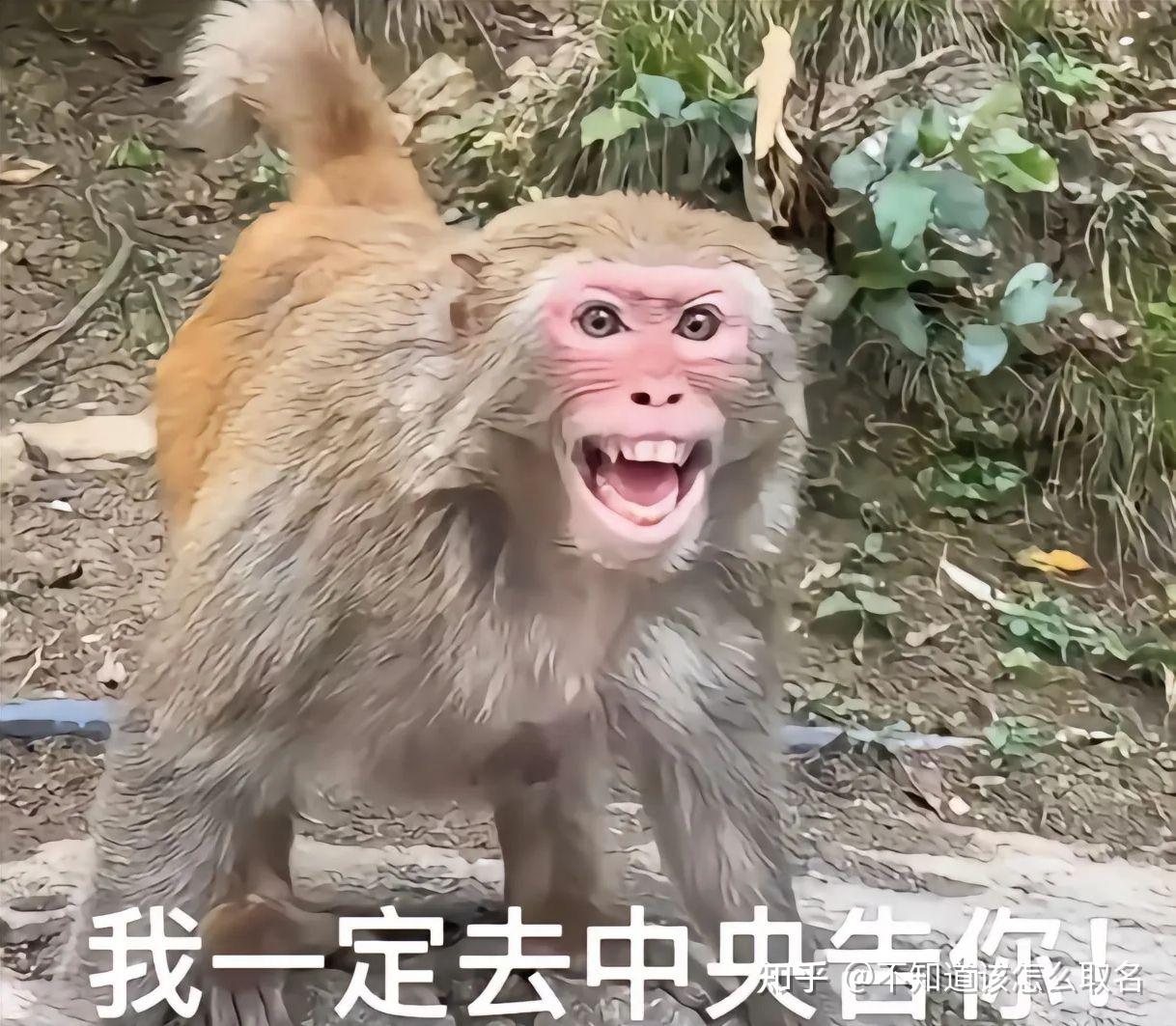 猴子表情包汇总 - 知乎