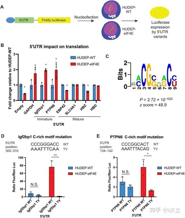IF:13.6|一种独特的翻译程序调控红细胞的命运!|Science Advances elF4E通过调控独特翻译程序控制 - 知乎