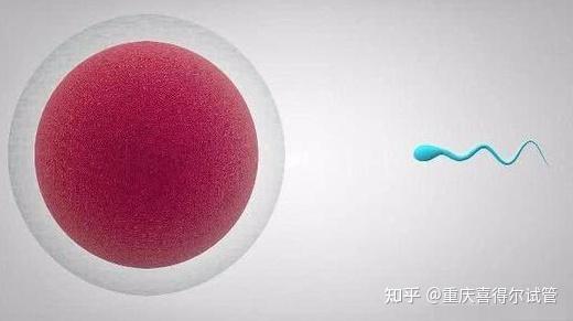 夫妻染色体正常,为什么胚胎染色体异常? 知乎
