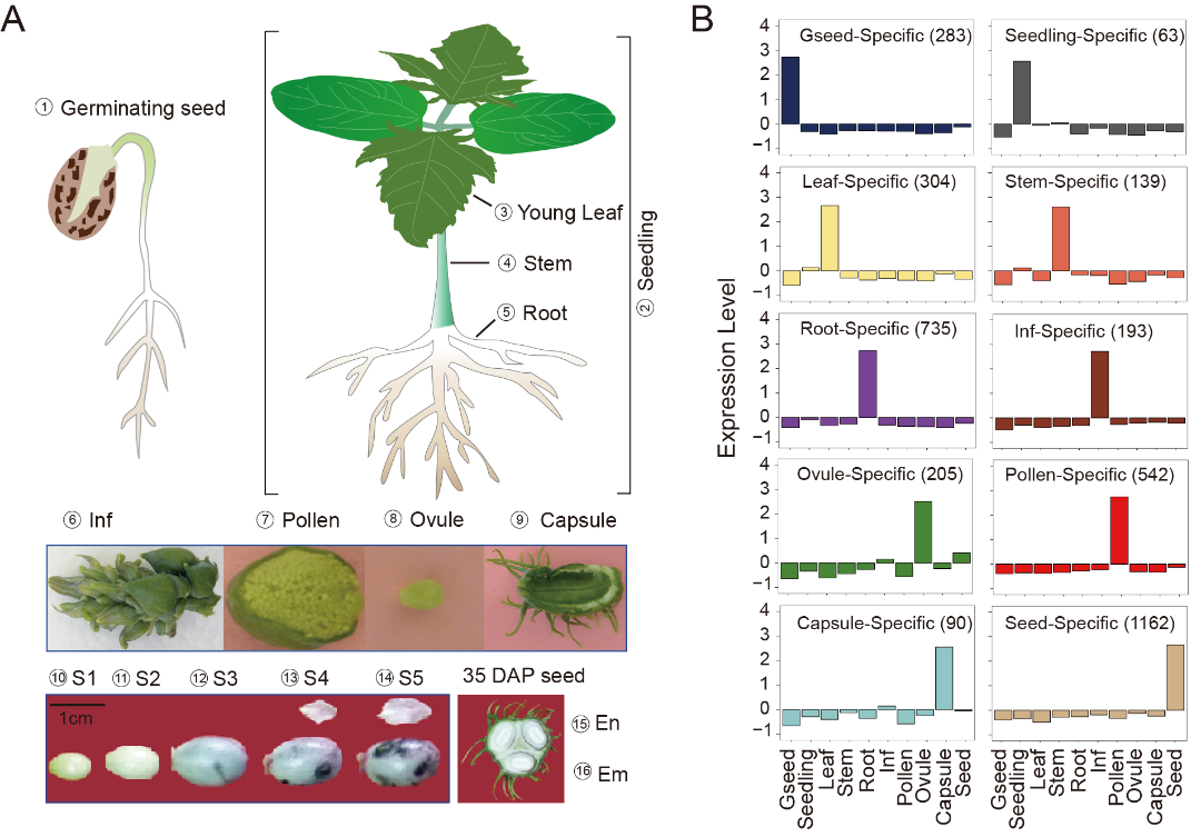 BMC Biology︱徐伟/刘爱忠揭示DNA甲基化谷在种子特异基因表达方面的作用机理 - 知乎