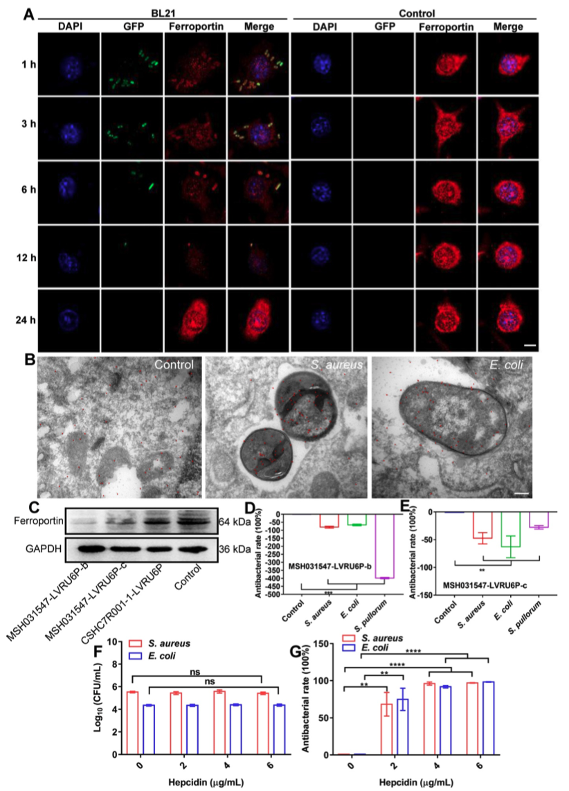 中科院一区TOP Theranostics丨铁死亡的抗菌作用 - 知乎