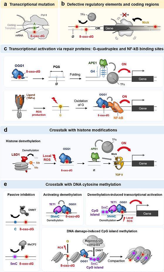 新热点|先“发”制人！RNA O8G修饰正在风口上 - 知乎
