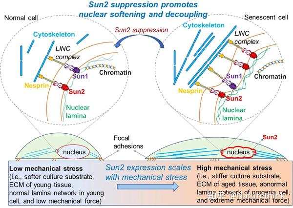 由Sun2抑制介导的核软化可延缓机械应力诱导的细胞衰老 - 知乎
