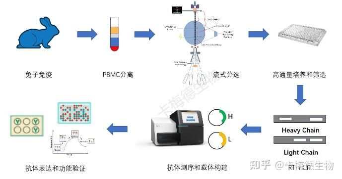 【卡梅德生物】单b细胞技术专题：制备兔单抗 知乎