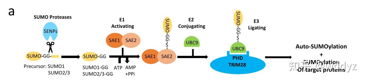01-依赖TRIM28蛋白的类泛素化保护成年卵巢免受睾丸通路的激活 - 知乎