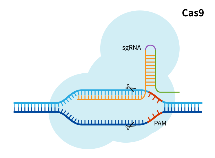 CRISPR家族3大成员大揭秘 - 知乎