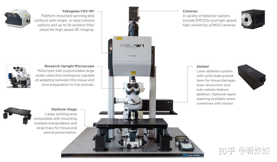 3i显微镜| VIVO Intravital Imaging System - 知乎