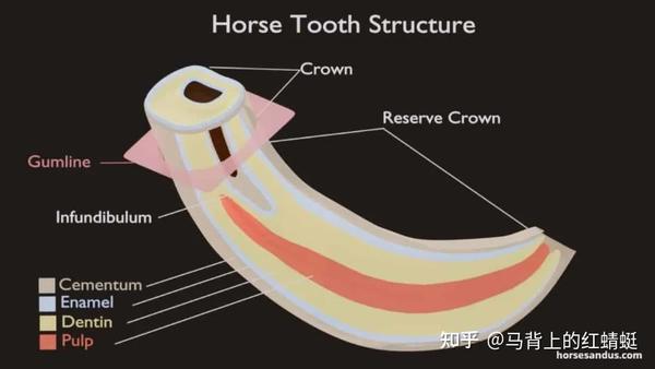 【临床】马的牙齿解剖和功能 - 知乎