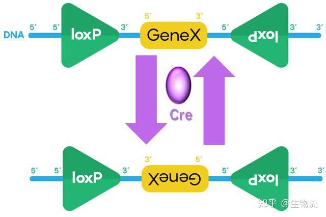 基因的时间开关——CreERT系统 - 知乎
