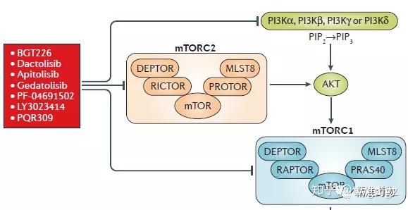 丁健院士出品：FDA批准海和生物PI3K抑制剂CYH33进入美国临床研究！ - 知乎