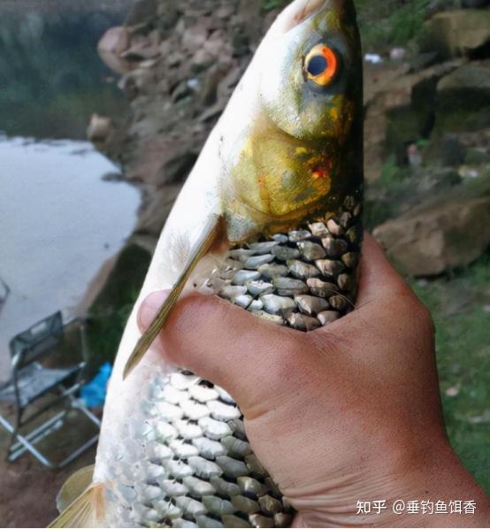 广东钓友珠江口钓获大量“红眼鱼”，钓获虽多却并不兴奋，为啥？ - 知乎