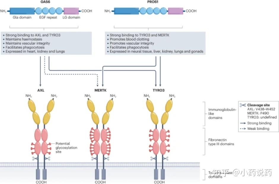 TAM受体家族的靶向治疗 - 知乎