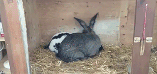 不开玩笑，我把家里的兔子摸怀孕了 - 知乎