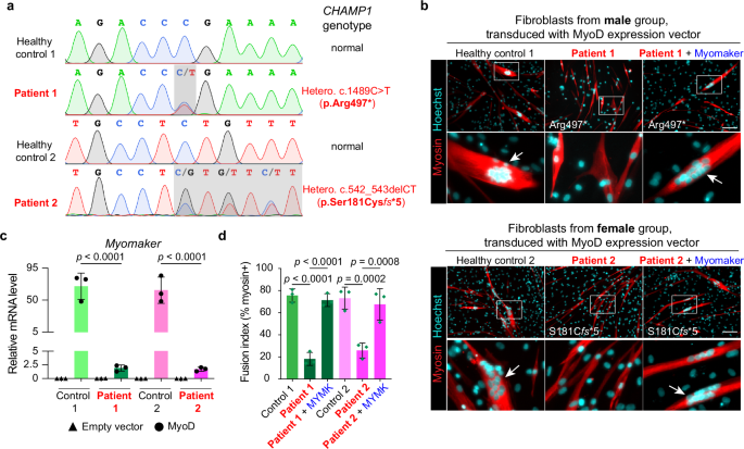 Nature Communications最新研究|bulk+ATAC+Cut&Tag+HiCAR多组学联合分析，揭秘肌肉发育关键调控因子 ...