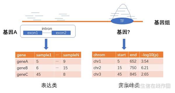 使用chipseeker进行chip Seq, Atac Seq,cutandtag等富集峰的基因组注释 知乎 2172