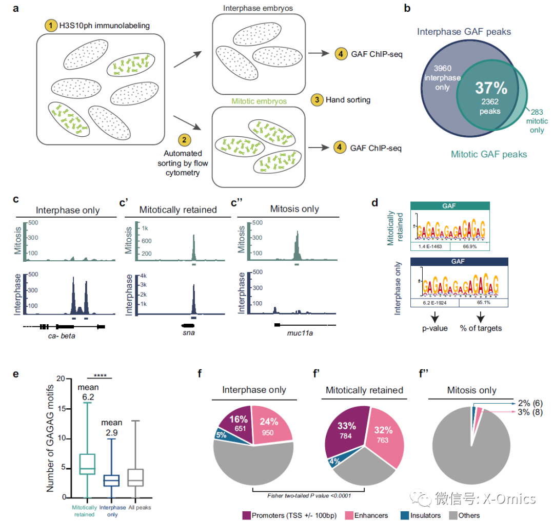 Nature Commu | 通过稳定的有丝分裂“书签”控制转录记忆 - 知乎