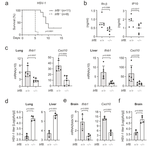 Nature Communications丨IRF8在单核细胞中对STING激活和先天免疫反应的转录非独立调节 - 知乎