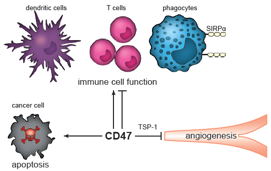 CD47：“别吃我”靶点能逆袭吗 - 知乎