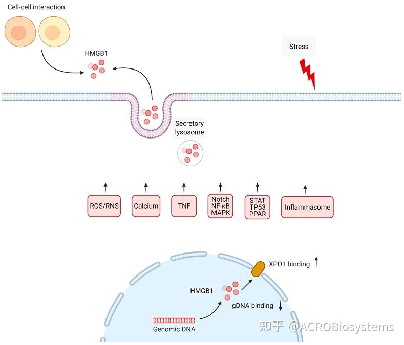 【双重剑客】HMGB1——炎症反应与癌症的重要靶点 - 知乎