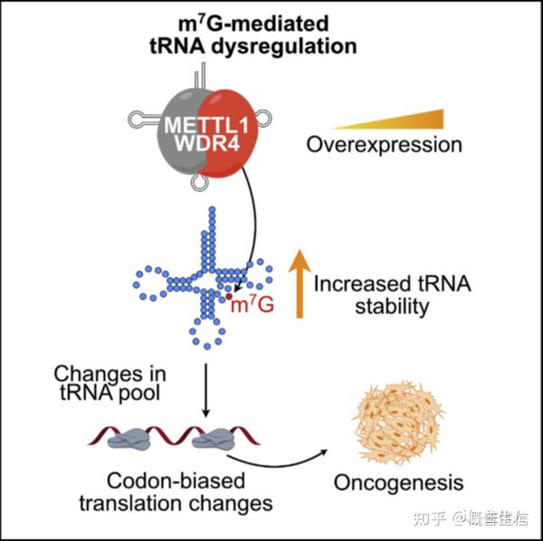 生信分析知道m6A还不够,m7G这个热点get了吗？ - 知乎
