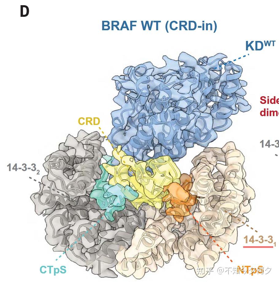 结构生物学进展报告——BRAF oncogenic mutants evade autoinhibition through a common ...