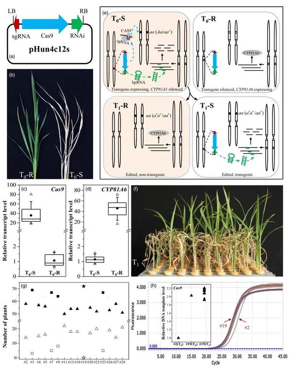 DNA-free基因组编辑技术任重而道远 - 知乎