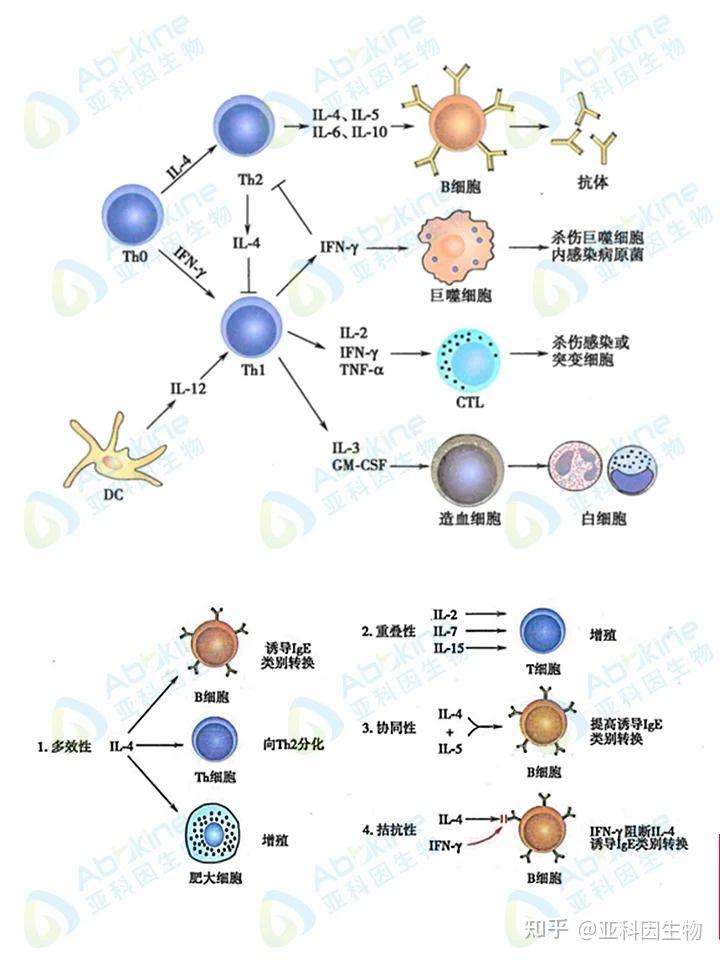 【细胞因子基础篇】-认识细胞因子 - 知乎