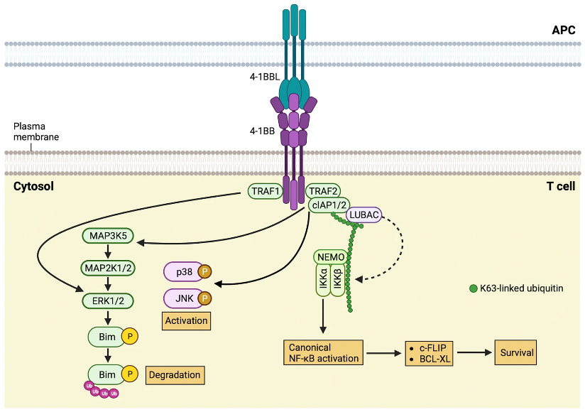 靶向4-1BB的癌症免疫治疗 - 知乎