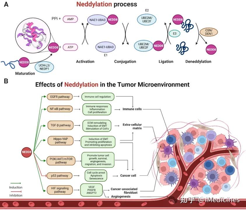 国人佳作丨Biomark Res：大连医科大学吴广圳/车翔宇教授团队全面解读Neddylation在肿瘤微环境调节中的作用 - 知乎