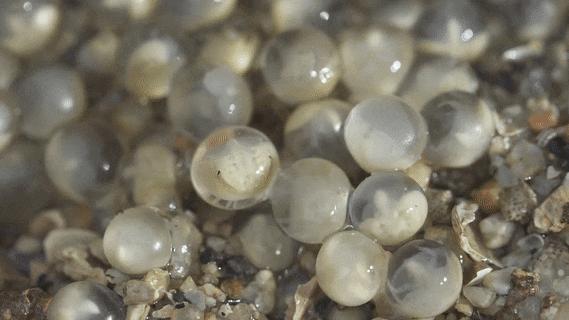 对于刺尾鲎类的生态与其进食结构的分析（其一） - 知乎