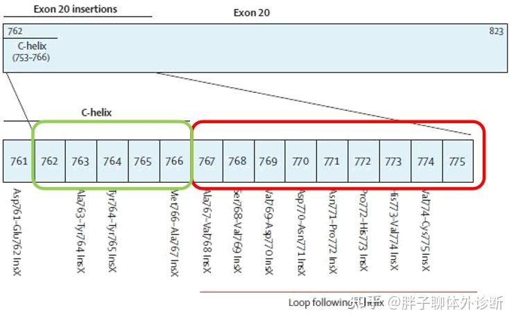 一文读懂EGFR基因及其用药 - 知乎