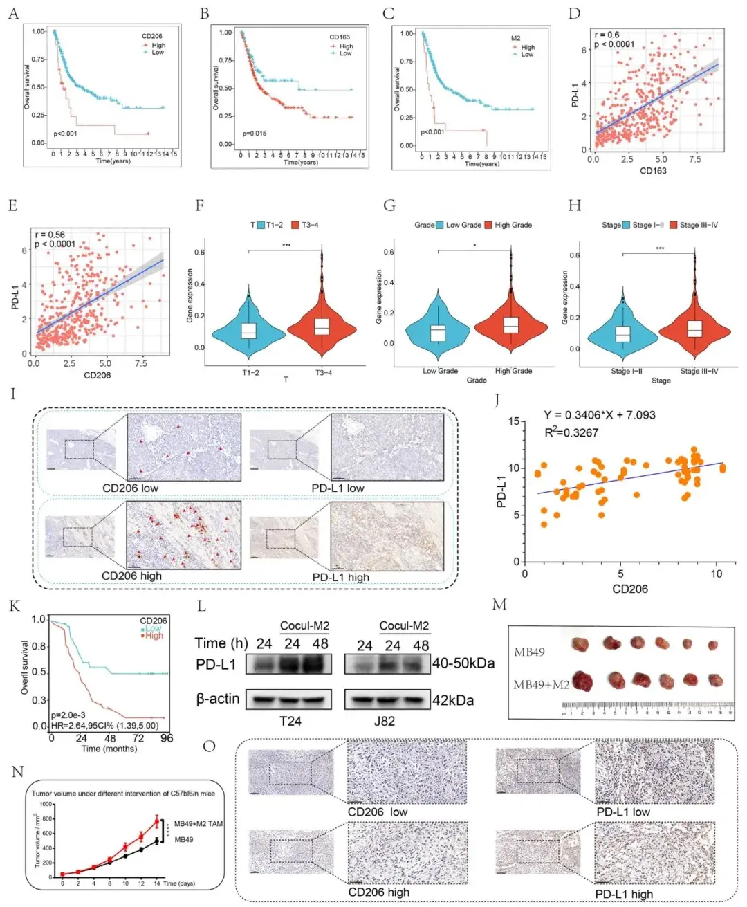 【文章解读】探秘膀胱癌免疫逃逸机制：M2-TAMs、TGF-β 与 PKM2 的关联及治疗启示 - 知乎