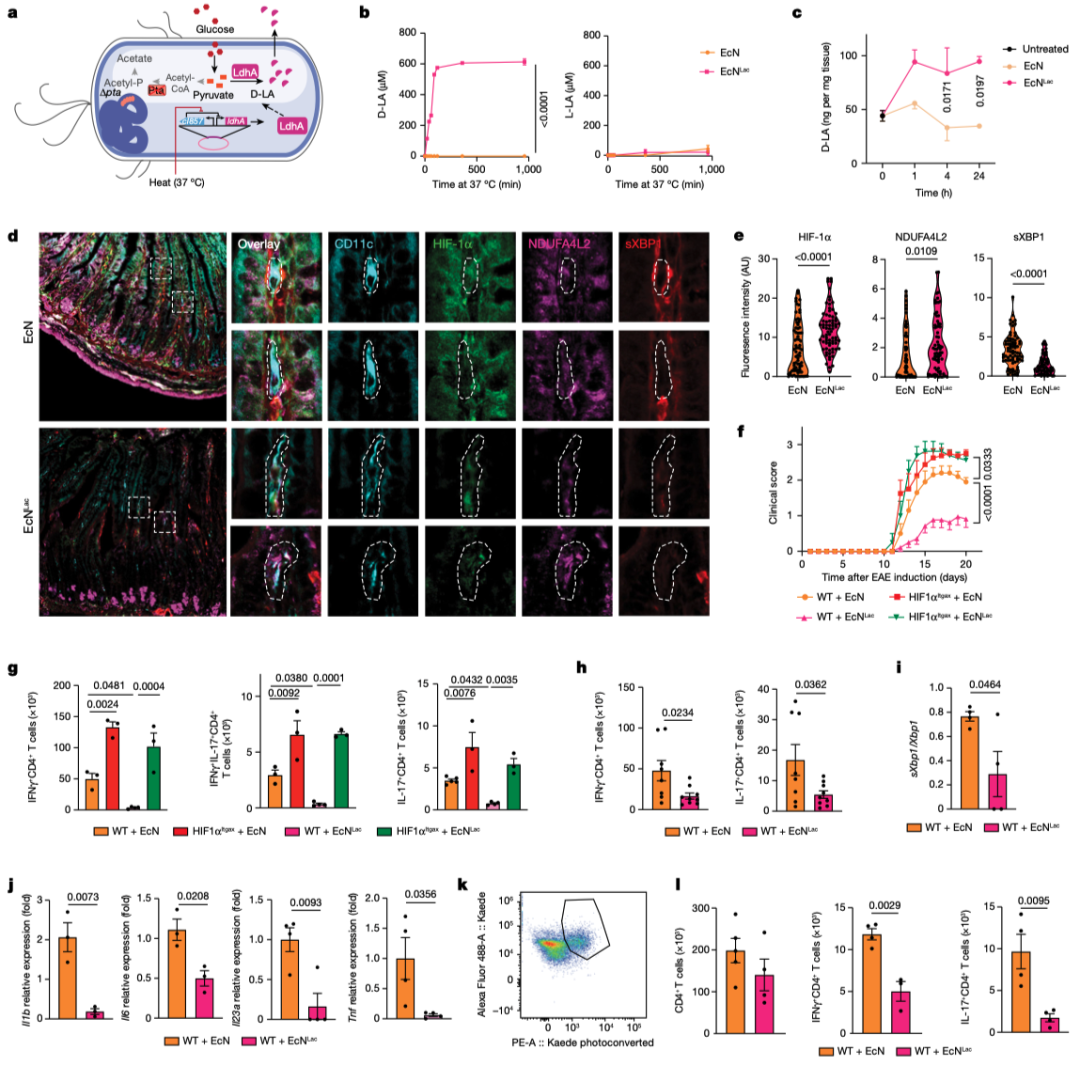 Nature丨乳酸通过稳定树突状细胞中的 HIF-1α 来限制 CNS 自身免疫 - 知乎
