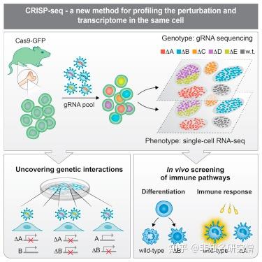How about ceRNA-seq+CRISPR-Cas9 ？ - 知乎