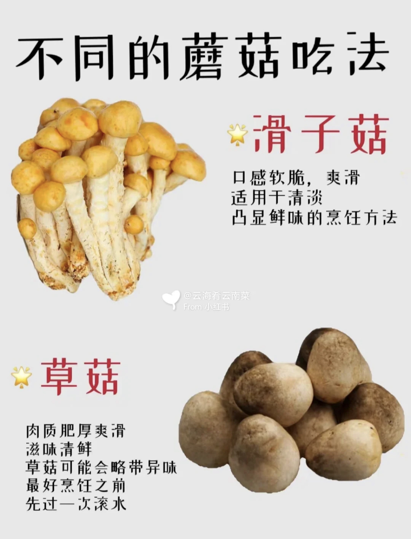 营养全能王—蘑菇 - 知乎