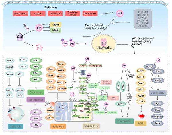 STTT 综述︱中南大学湘雅医院陈永恒/危蝴蝶团队评述抑癌基因TP53的新进展 - 知乎