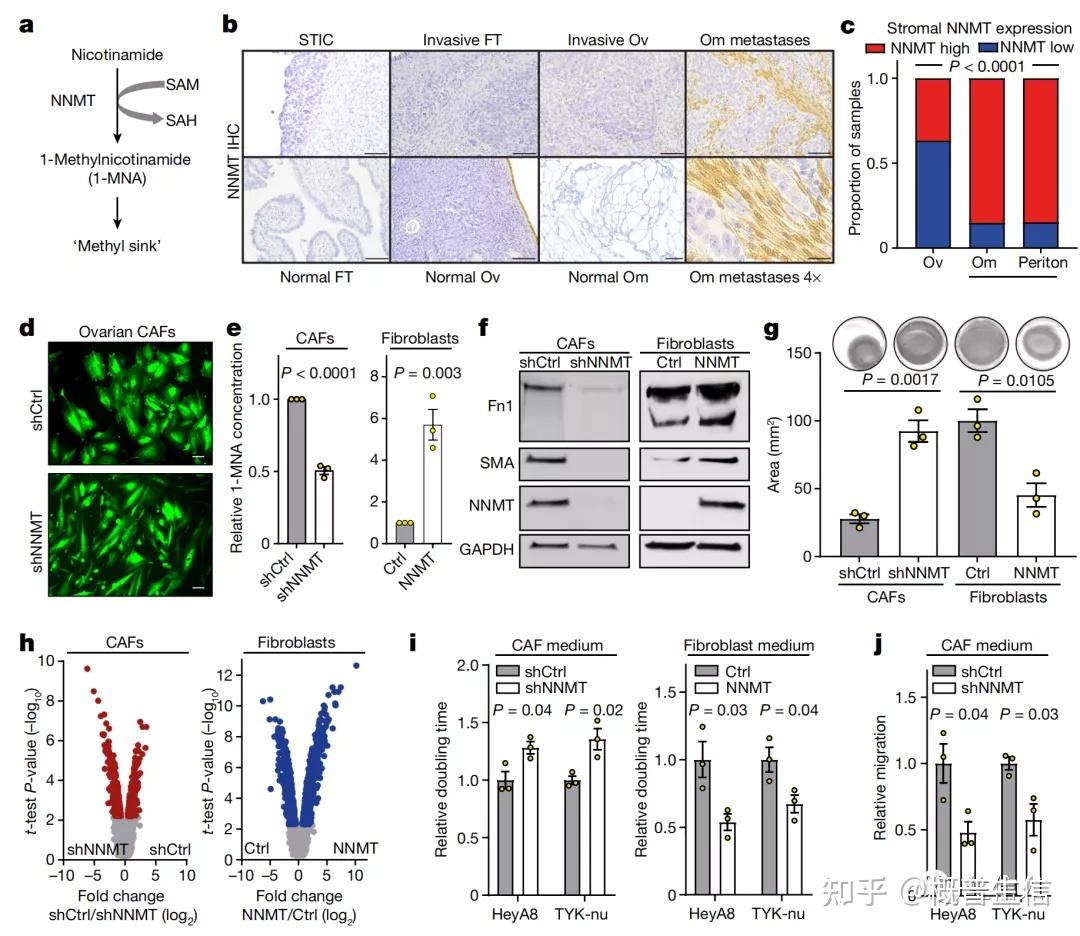 火爆全网的癌症相关成纤维细胞(CAF)最全面总结 - 知乎