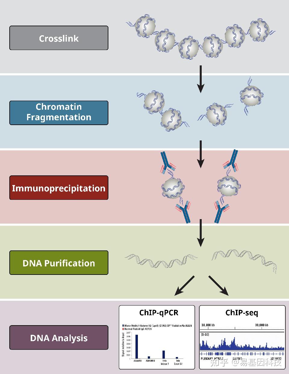 易基因｜DNA-蛋白质互作的检测技术及ChIP-seq实验关键 | 易讲堂 - 知乎