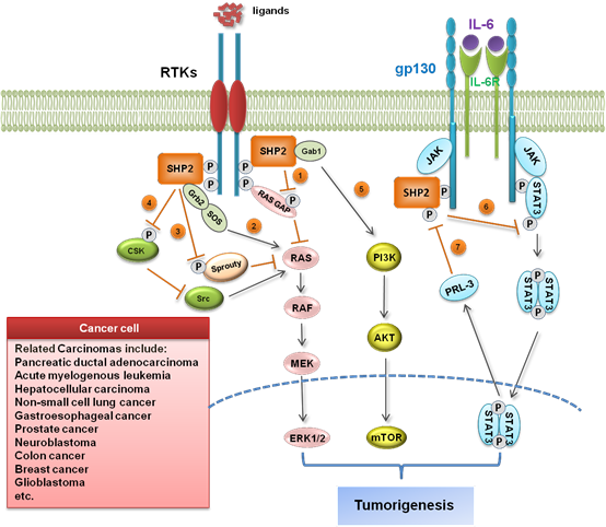 “单药不理想，联用来救场？”阿斯利康与Revolution共同开发KRAS/SHP2联合疗法 - 知乎