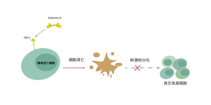 TIM-3靶点科普_机制原理&研究进展 - 知乎