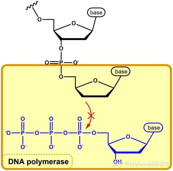 dNTPs 和 ddNTPs 的相似及区别 - 知乎