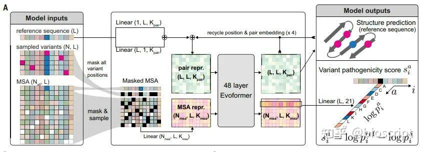 详解DeepMind登顶Science的预测基因突变致病性AI模型AlphaMissense 文章与使用方法 - 知乎
