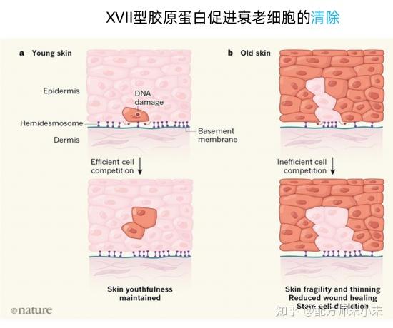 XVII型胶原蛋白（COL17）及其抗衰、护发功效 - 知乎