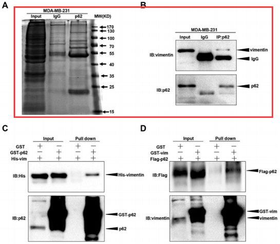 一文读懂免疫共沉淀技术（Co-IP） - 知乎