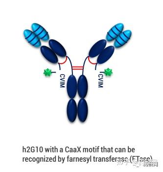 17 亿美元！强生与LegoChem就Trop2 靶向ADC的达成许可协议 - 知乎