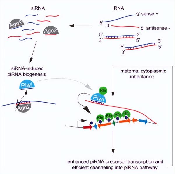 加州理工中国博士构建外源piRNA簇，揭示piRNA生成的重要机制 - 知乎